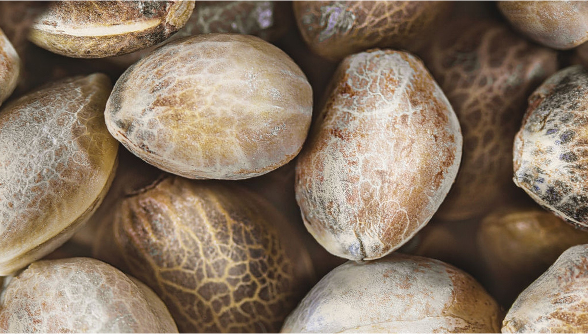 How to Store Cannabis Seeds | Fast Buds