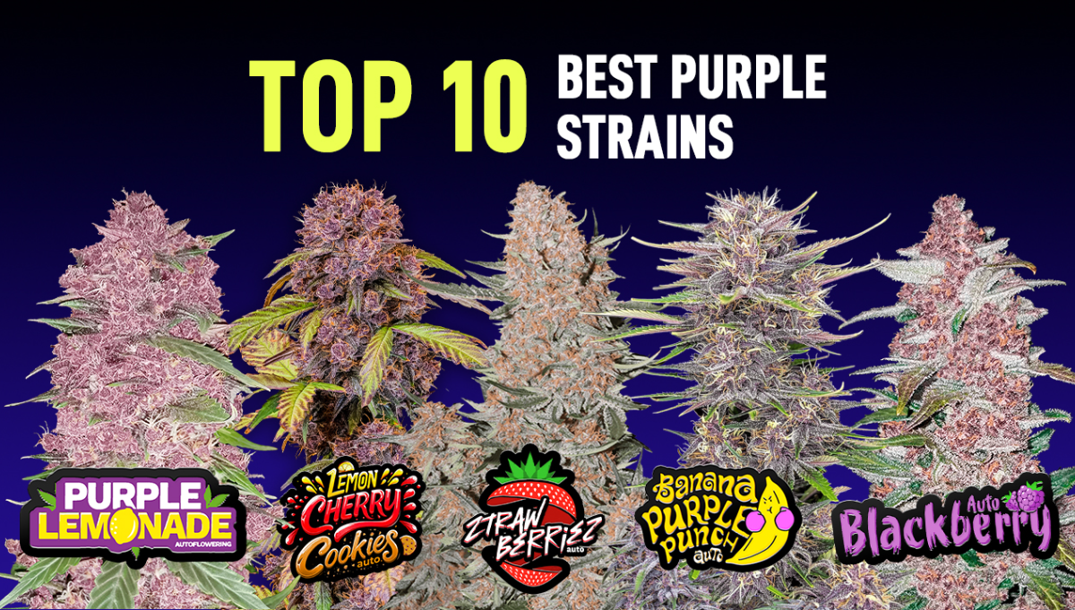 Top 10 Best Purple Strains | 42 Fast Buds