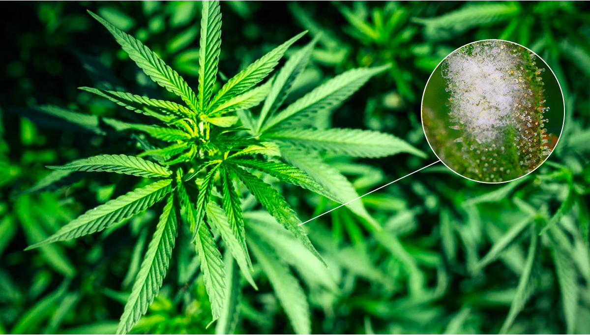 Most Common Pests In Cannabis: Powdery Mildew | 42 Fast Buds