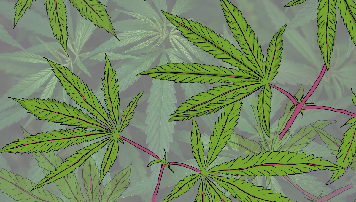 Comprehensive Guide to Red and Purple Cannabis Stems: Causes, Solutions ...