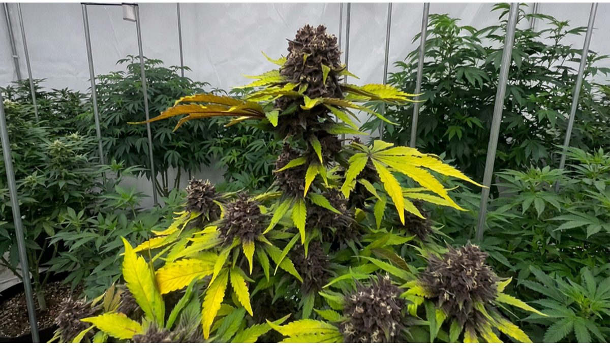 Stress Testing Last Gen Purple Lemonade | 42 Fast Buds