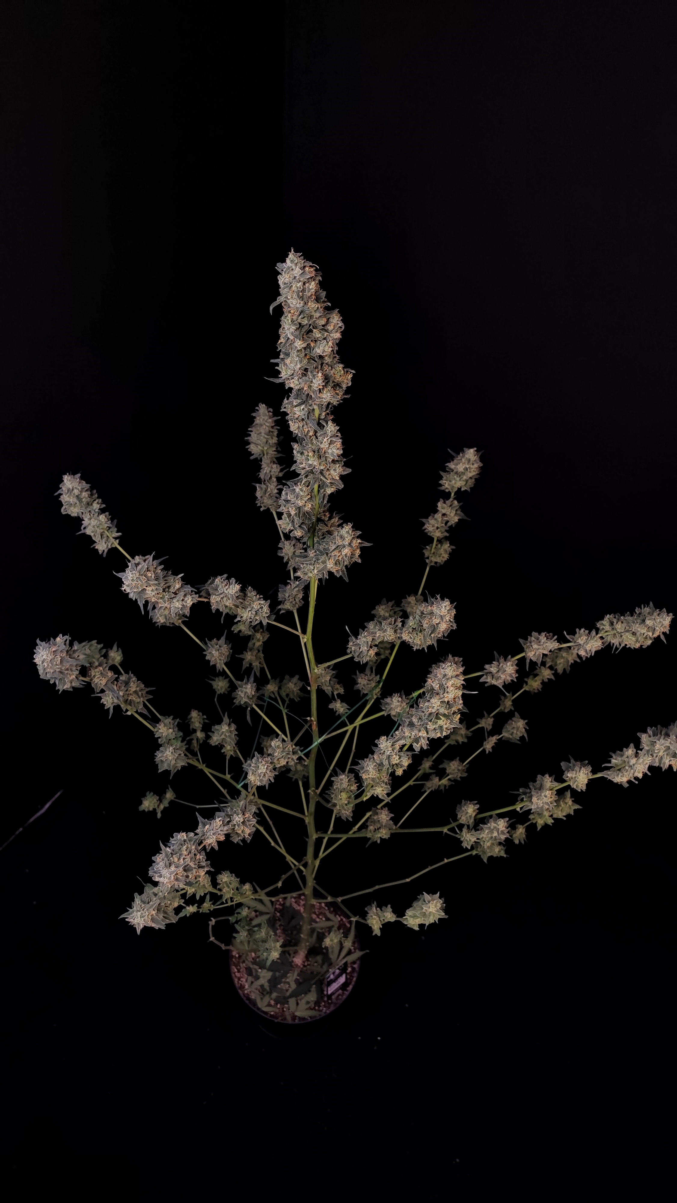 Bubblegum Strain Auto Cannabis Seeds – Buy Bubblegum Weed Strain | Fast ...