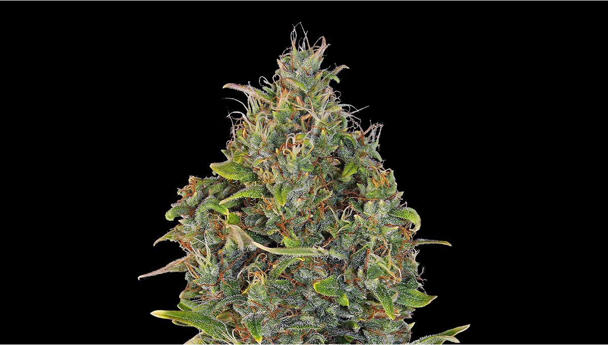 Critical Kush Auto Cannabis Strain Week-by-Week Guide | Fast Buds
