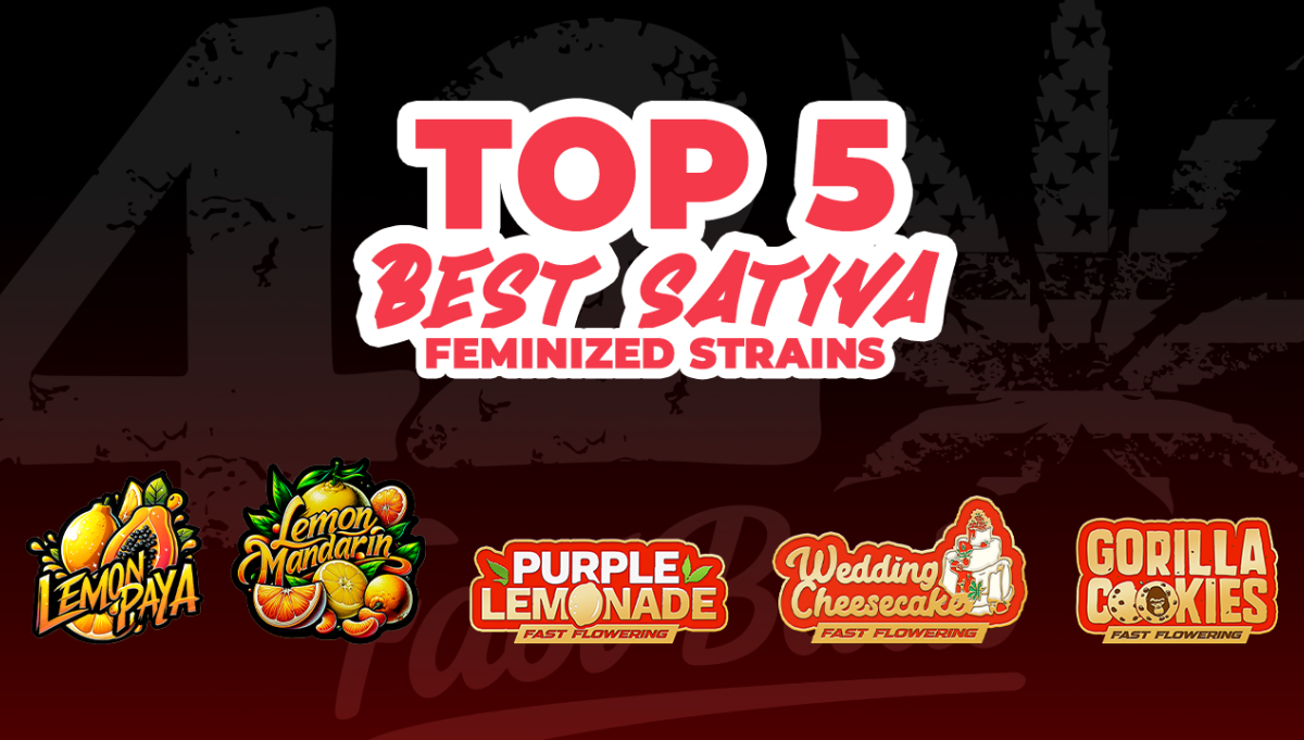 Top 5 Best Sativa Feminized Strains | 42 Fast Buds ประเทศไทย