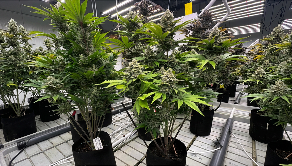 Frostbanger: Last Gen Being Stress Tested | 42 Fast Buds