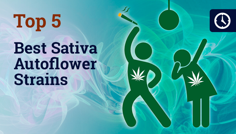 The Top 5 Best Sativa Autoflower Strains | Fast Buds