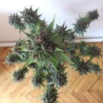 LSD-25 Feminised Seeds - FastBuds Autoflowering Cannabis Seeds