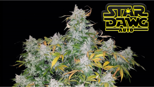 Stardawg Auto Cannabis Seeds – Buy Star Dawg Weed Strain | Fast Buds