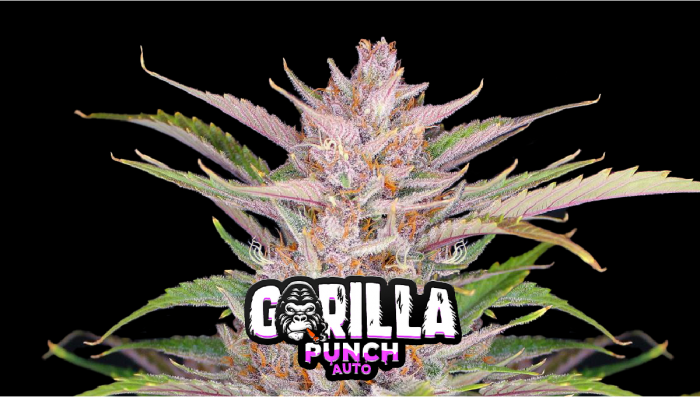 Gorilla Punch Auto Cannabis Strain Week-by-Week Guide | Fast Buds