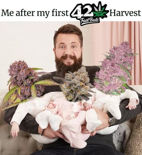 Fast Buds - Buy Cannabis Seeds Online