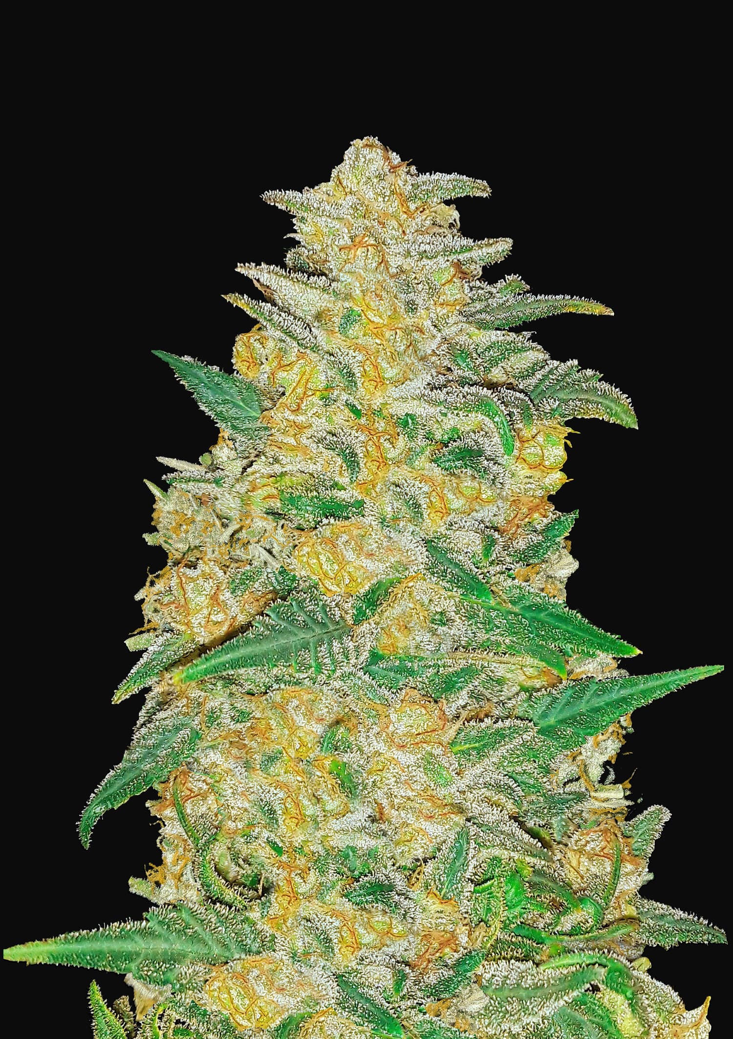 Jack Herer Auto Cannabis Seeds – Buy Jack Herer Weed Strain | Fast Buds