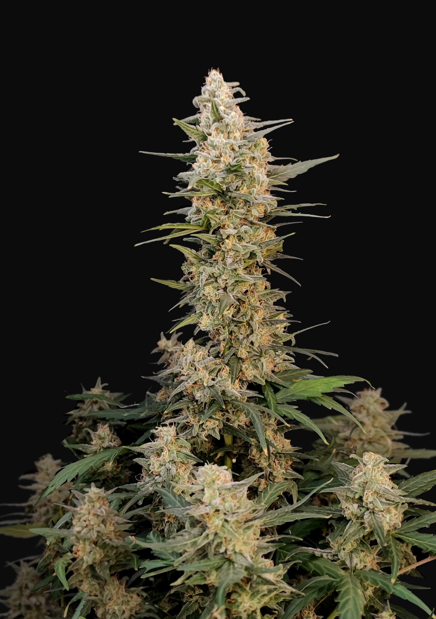 Critical Auto Seeds – Buy Critical Weed Strain | Fast Buds