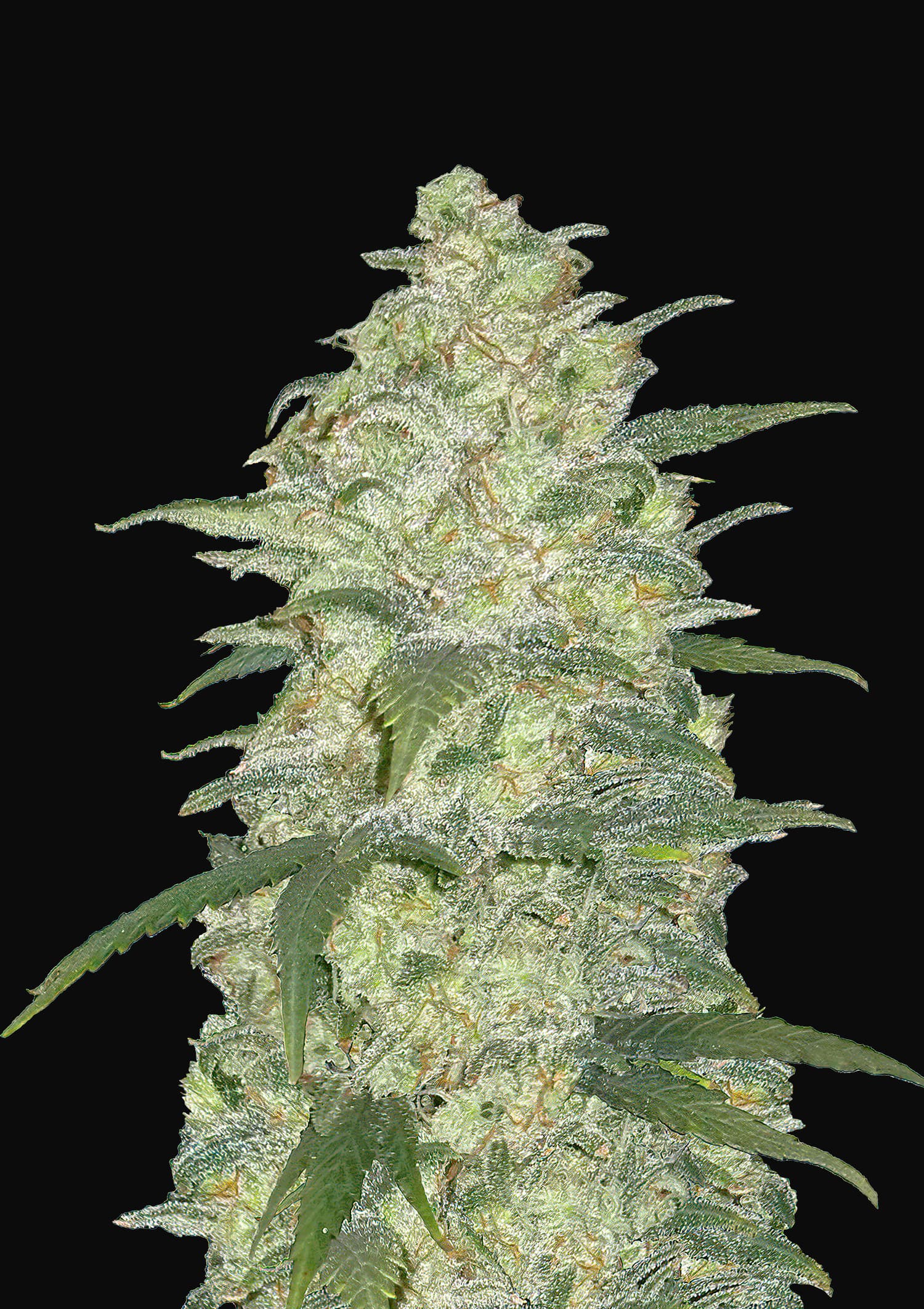 White Widow Auto Cannabis Seeds – Buy White Widow Weed Strain, Review ...