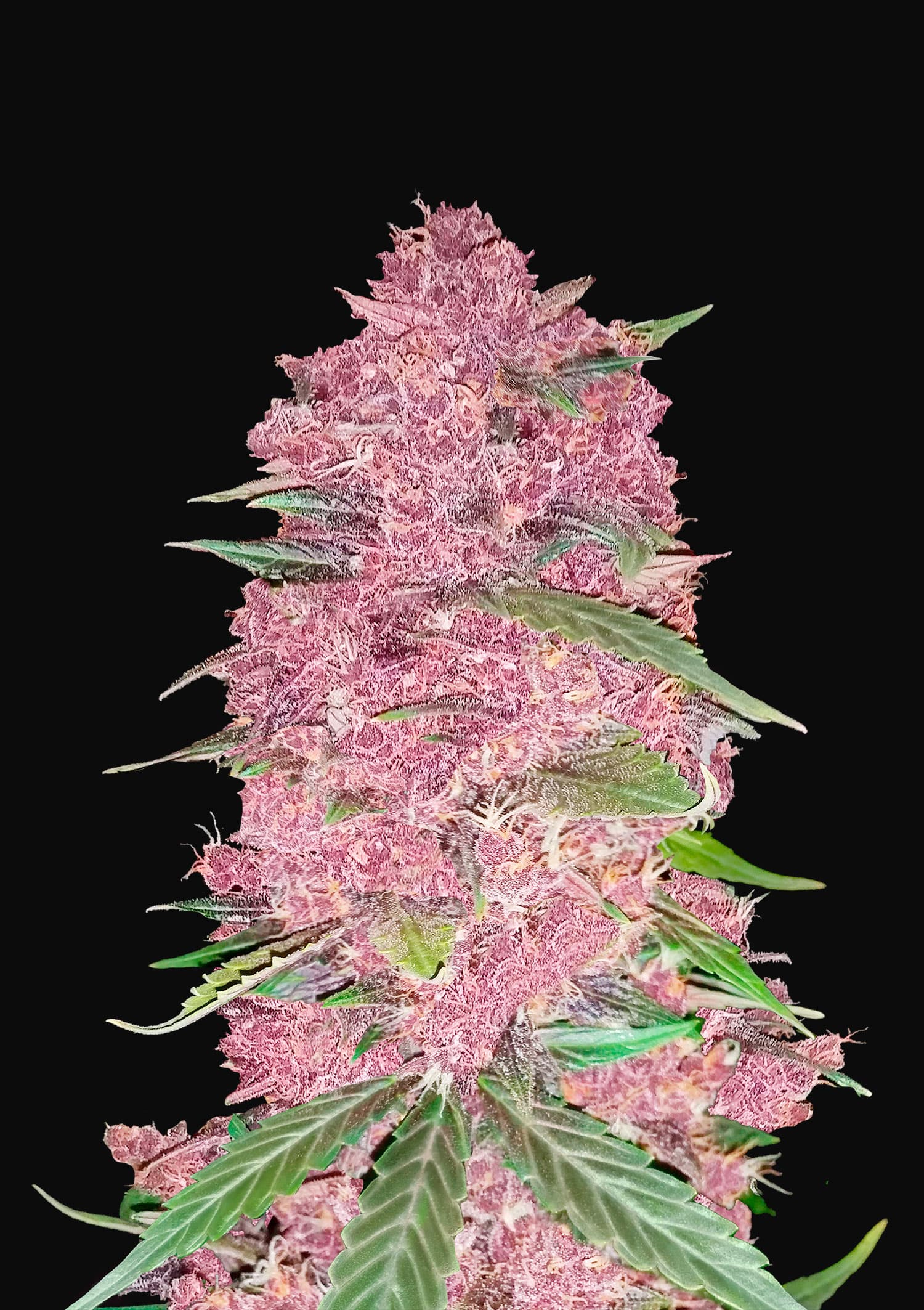 Buy Purple Lemonade Auto Cannabis Seeds | Fast Buds