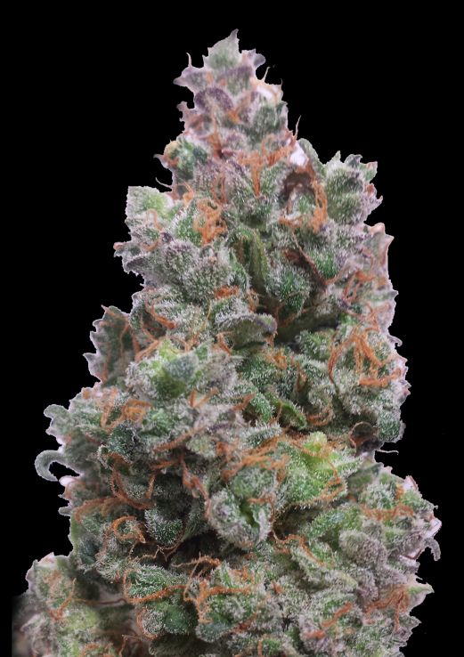 Buy Autoflowering Cannabis Seeds by Best Breeders