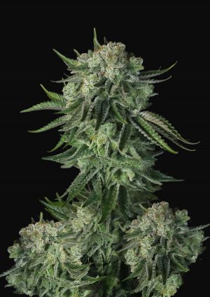 Buy Moby Dick Auto Cannabis Seeds | Fast Buds