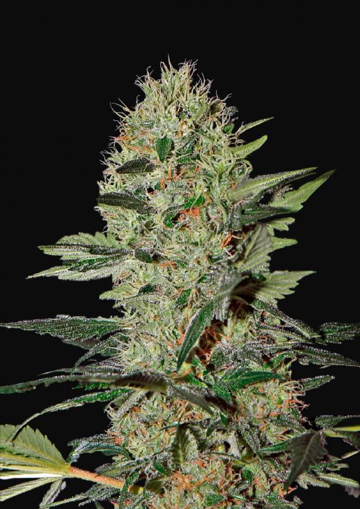 Buy Exodus Cheese Auto Cannabis Seeds | Fast Buds
