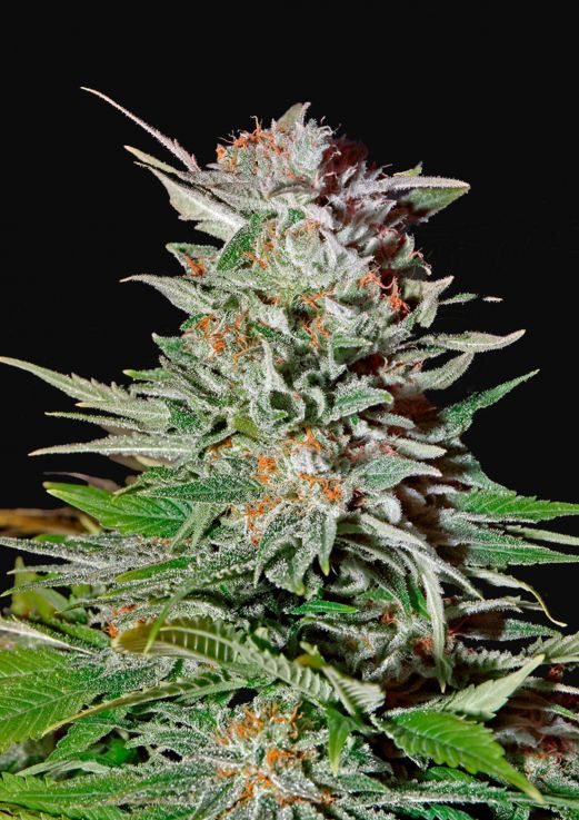 Buy Autoflowering Cannabis Seeds by Best Breeders