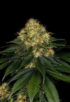 Buy Skywalker OG Auto Cannabis Seeds | Fast Buds